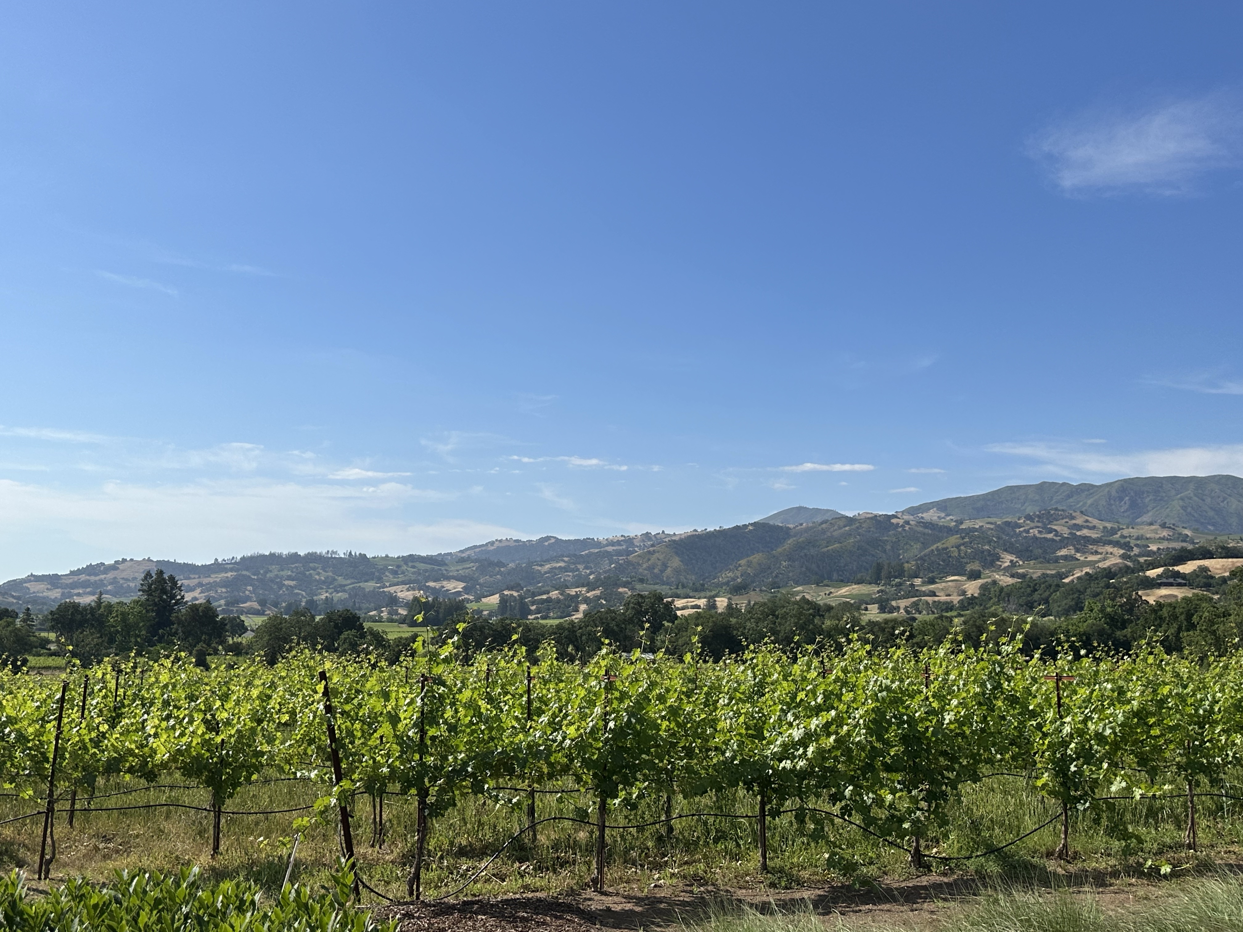 Visiting Silver Oak In Alexander Valley Rose Campau