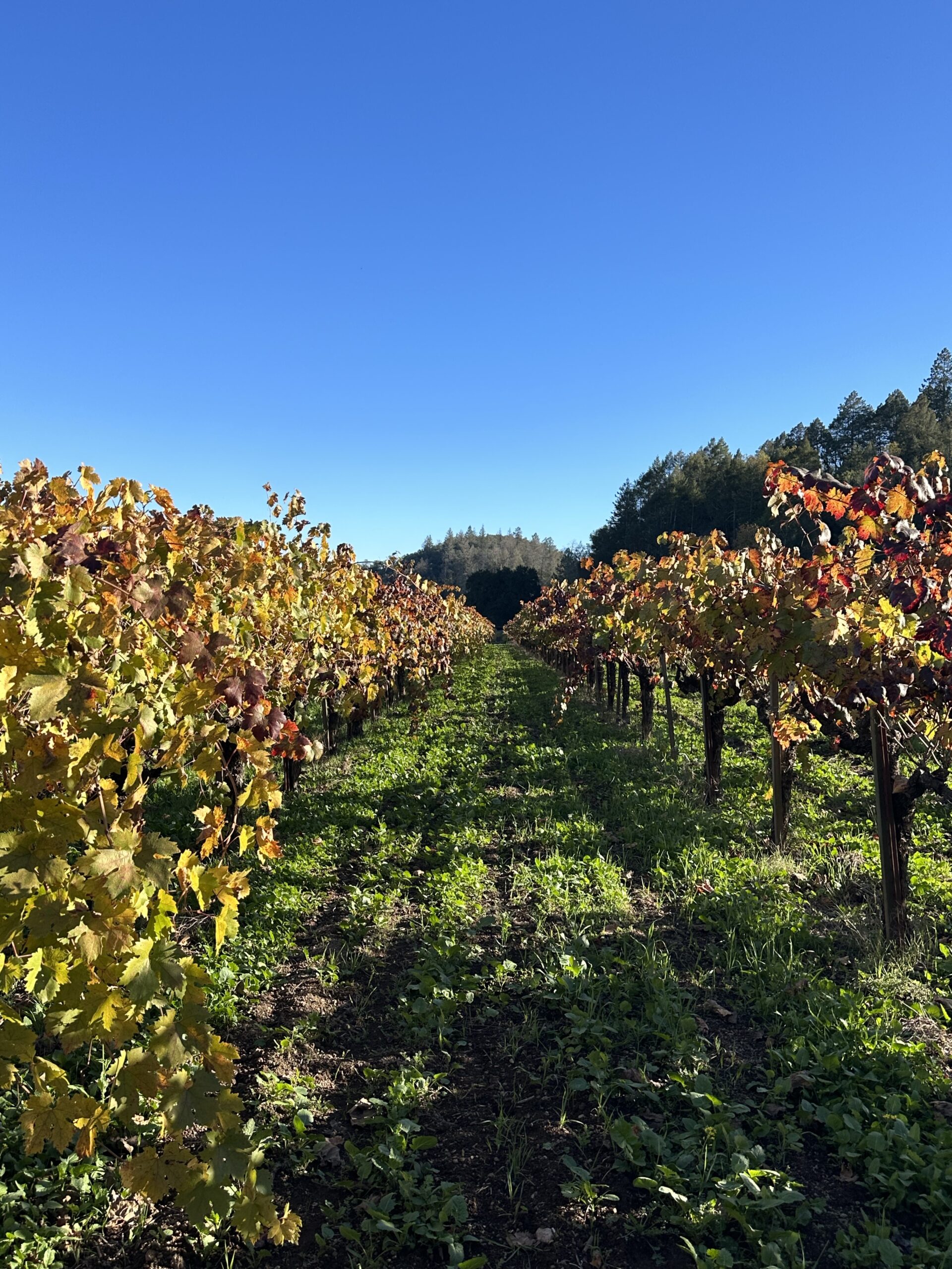A Guide to the Best Fall Foliage in the Bay Area (2025)